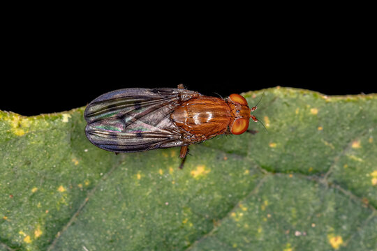 Lauxaniidae bilder – Bläddra bland 125 stockfoton, vektorer och videor ...