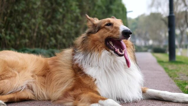 Lessie Imagens – Procure 343 fotos, vetores e vídeos | Adobe Stock