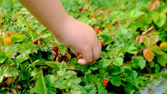 Strawberry Patch Images – Browse 3,583 Stock Photos, Vectors, and Video ...