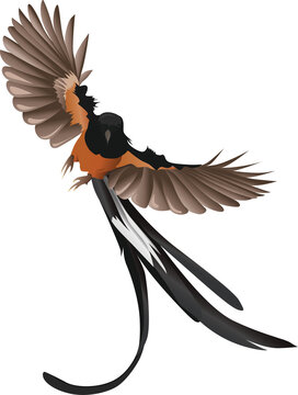 รูปภาพMurai – เลือกดูภาพถ่ายสต็อก เวกเตอร์ และวิดีโอ326 | Adobe Stock