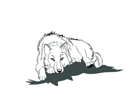 Wolf Lying Down Drawing