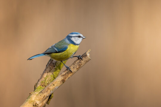 Modraszka bilder – Bläddra bland 341 stockfoton, vektorer och videor ...