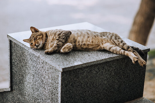 Imágenes de Tabby: descubre bancos de fotos, ilustraciones, vectores y ...