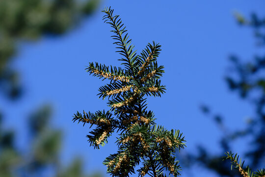 Coniferales Bilder – Durchsuchen 15,886 Archivfotos, Vektorgrafiken und ...
