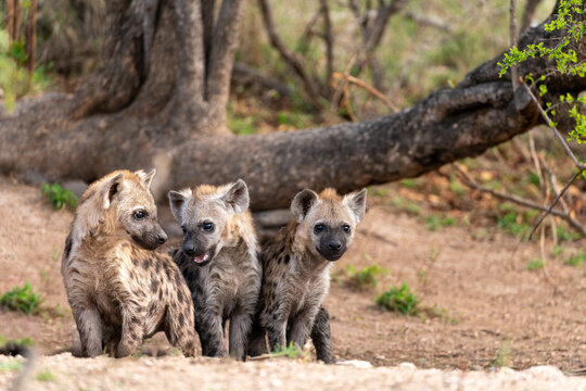 "Spotted Hyena" Bilder – Durchsuchen 13,851 Archivfotos, Vektorgrafiken ...