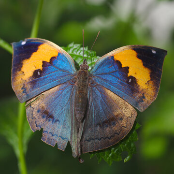 รูปภาพ"Inachus – เลือกดูภาพถ่ายสต็อก เวกเตอร์ และวิดีโอ564 | Adobe Stock