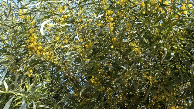 รูปภาพShrup – เลือกดูภาพถ่ายสต็อก เวกเตอร์ และวิดีโอ114 | Adobe Stock