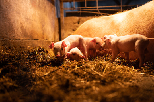 Piggery Images – Browse 10,845 Stock Photos, Vectors, and Video | Adobe ...
