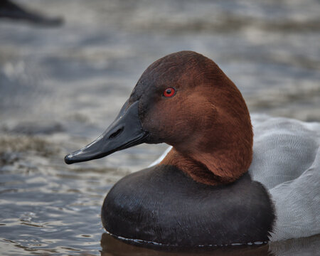 รูปภาพCanvasback – เลือกดูภาพถ่ายสต็อก เวกเตอร์ และวิดีโอ472 | Adobe Stock