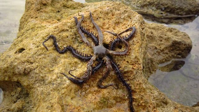 Ophiuroidea bilder – Bläddra bland 851 stockfoton, vektorer och videor ...