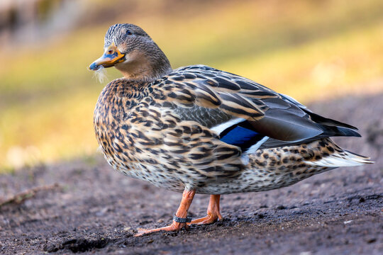 Samica Images – Browse 1,534 Stock Photos, Vectors, and Video | Adobe Stock