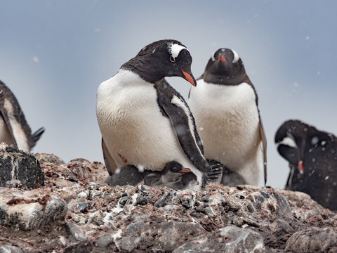 Pingu bilder – Bläddra bland 226 stockfoton, vektorer och videor ...