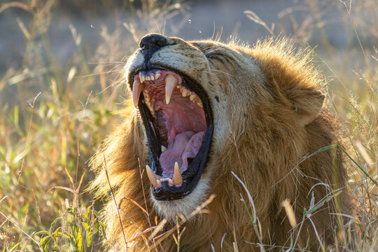 Katzengebiss-Bilder: Stock-Fotos & -Videos. | Adobe Stock
