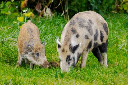 Warchlak Bilder – Durchsuchen 68 Archivfotos, Vektorgrafiken und Videos ...