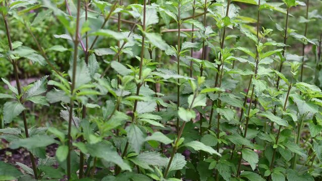 รูปภาพMuna – เลือกดูภาพถ่ายสต็อก เวกเตอร์ และวิดีโอ227 | Adobe Stock