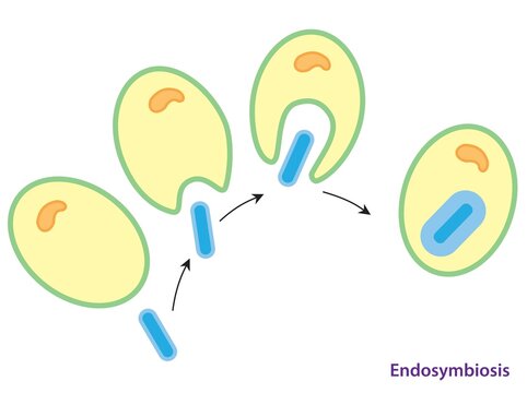 Endosymbiosis Images – Browse 11 Stock Photos, Vectors, and Video ...
