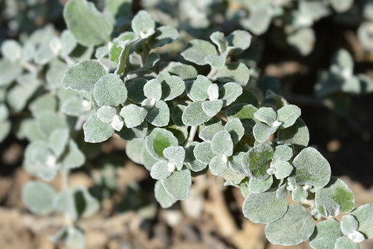 「Imphepho」の画像 - 49 件の Stock 写真、ベクターおよびビデオ | Adobe Stock