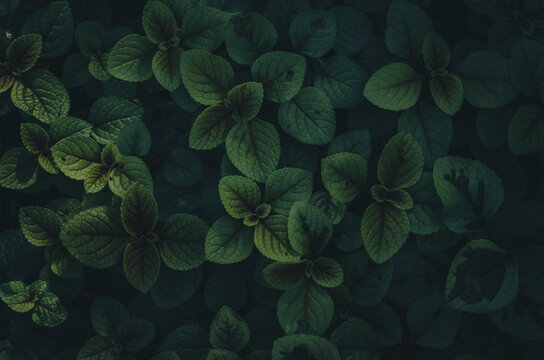 「Acrecentar」の画像 - 5,783 件の Stock 写真、ベクターおよびビデオ | Adobe Stock