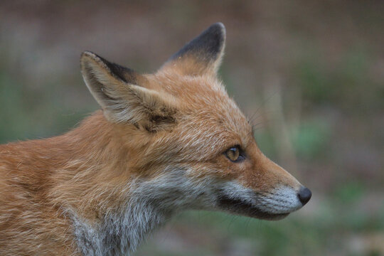 Obrazy (Red Fox Profile) — zdjęcia, wektory i wideo bez tantiem (2,244 ...