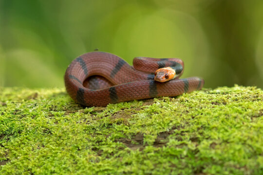 Compressus Images – Browse 92 Stock Photos, Vectors, and Video | Adobe ...