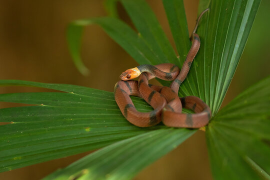 Compressus Images – Browse 144 Stock Photos, Vectors, and Video | Adobe ...