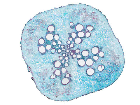 รูปภาพChloroplast – เลือกดูภาพถ่ายสต็อก เวกเตอร์ และวิดีโอ13,336 ...