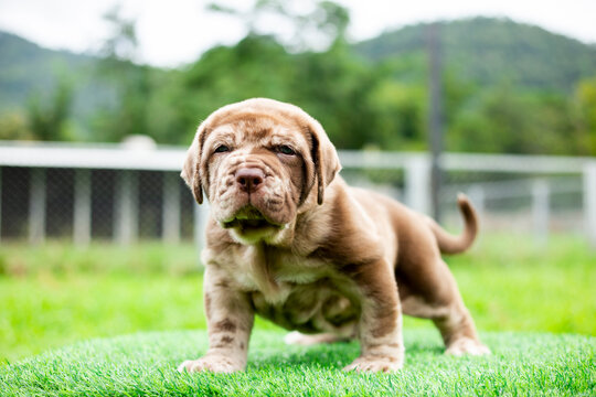 「Bandog」の画像 - 504 件の Stock 写真、ベクターおよびビデオ | Adobe Stock