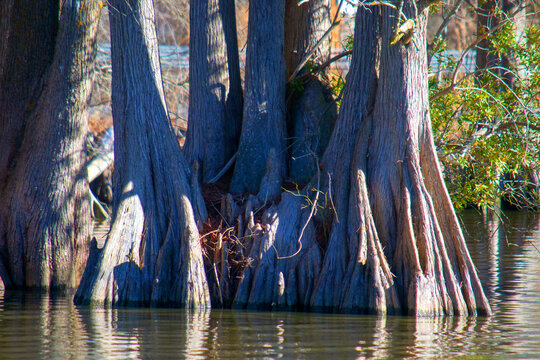 รูปภาพStumpy – เลือกดูภาพถ่ายสต็อก เวกเตอร์ และวิดีโอ562 | Adobe Stock