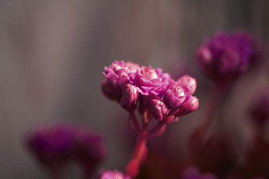 Lilla Bilder – Durchsuchen 6,118 Archivfotos, Vektorgrafiken und Videos ...