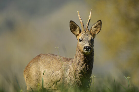 Brocard bilder – Bläddra bland 609 stockfoton, vektorer och videor ...