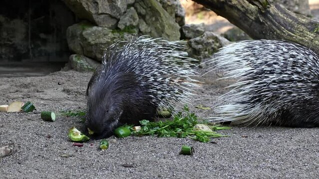 Hystricidae Images – Browse 580 Stock Photos, Vectors, and Video ...