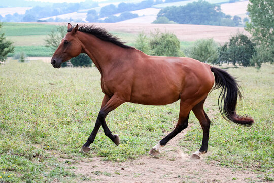 Springpferde Bilder – Durchsuchen 978 Archivfotos, Vektorgrafiken und ...