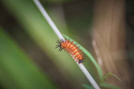 รูปภาพPalmerworm – เลือกดูภาพถ่ายสต็อก เวกเตอร์ และวิดีโอ15 | Adobe Stock