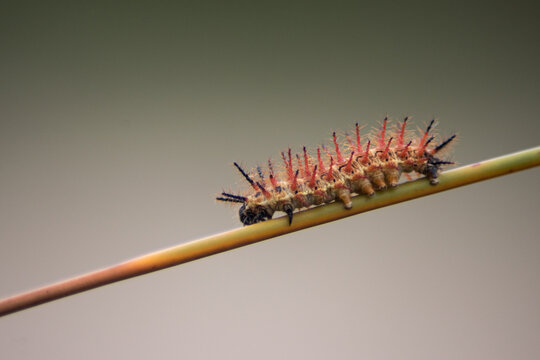 Imágenes de Palmerworm: descubre bancos de fotos, ilustraciones ...