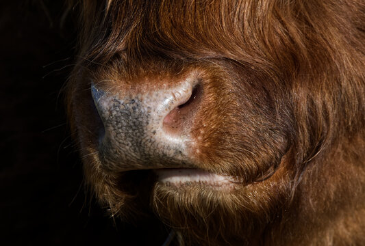 Kuh-Fell Bilder – Durchsuchen 89,368 Archivfotos, Vektorgrafiken und ...