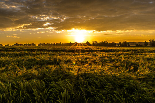Goldhafer Bilder – Durchsuchen 22,596 Archivfotos, Vektorgrafiken und ...