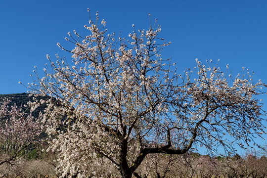 Bourgeonner bilder – Bläddra bland 397 stockfoton, vektorer och videor ...