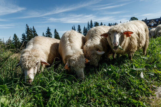 Owce 이미지 – 찾아보기 1,503 스톡 사진, 벡터 및 비디오 | Adobe Stock