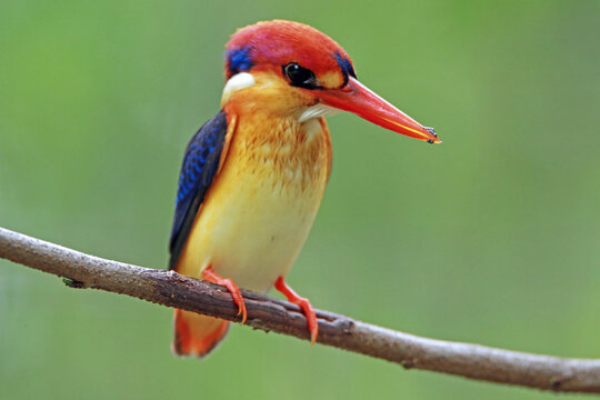 รูปภาพChiplun – เลือกดูภาพถ่ายสต็อก เวกเตอร์ และวิดีโอ74 | Adobe Stock