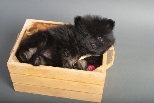 Shpitz Images – Browse 347 Stock Photos, Vectors, and Video | Adobe Stock