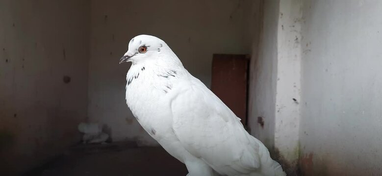 "Racing Homer" Images – Browse 244 Stock Photos, Vectors, and Video ...