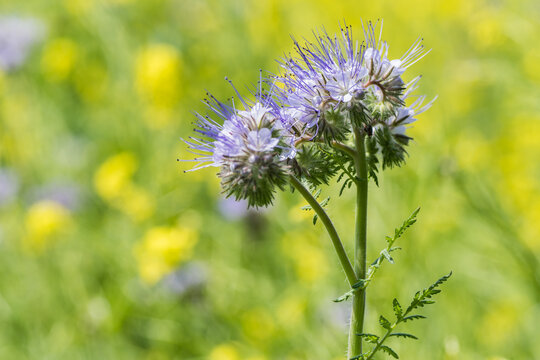 "Lacy Phacelia" Images – Browse 3,078 Stock Photos, Vectors, and Video ...