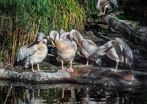 Natatorial Bilder – Durchsuchen 1,614 Archivfotos, Vektorgrafiken und ...