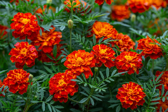 Red Marigolds