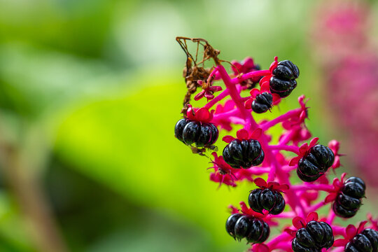 Scoke Bilder – Durchsuchen 2,395 Archivfotos, Vektorgrafiken und Videos ...