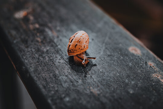 Ixodoidea-Bilder: Stock-Fotos & -Videos. | Adobe Stock