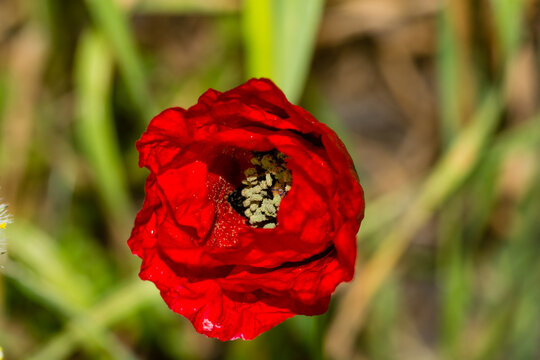 "Poppy Head" Bilder – Durchsuchen 1,825 Archivfotos, Vektorgrafiken und ...