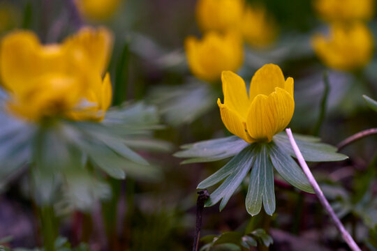 Winterling Images – Browse 1,059 Stock Photos, Vectors, and Video ...