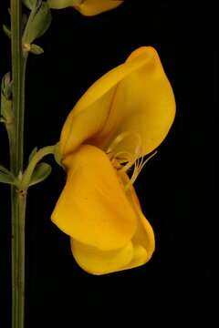 Papilionaceous bilder – Bläddra bland 75 stockfoton, vektorer och ...
