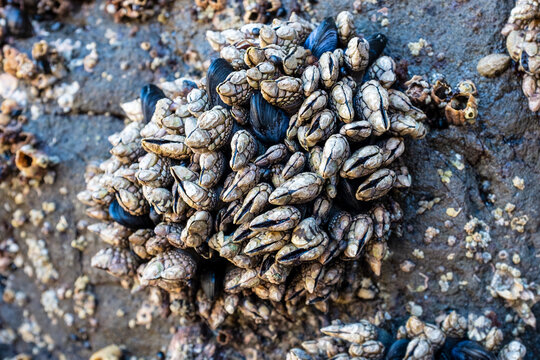 "Gooseneck Barnacles" Images – Browse 155 Stock Photos, Vectors, and ...